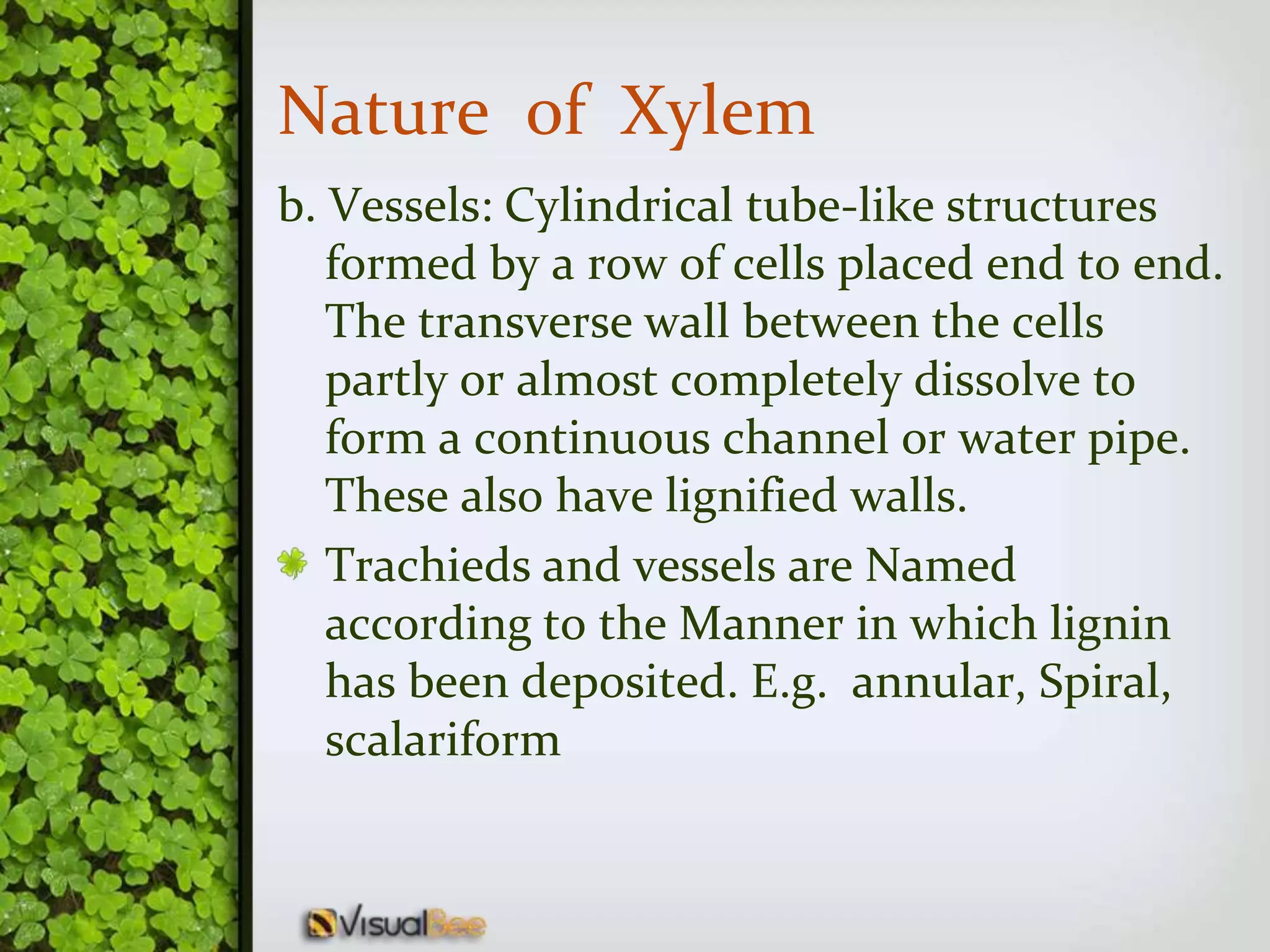 xylem and phloem | PPTX
