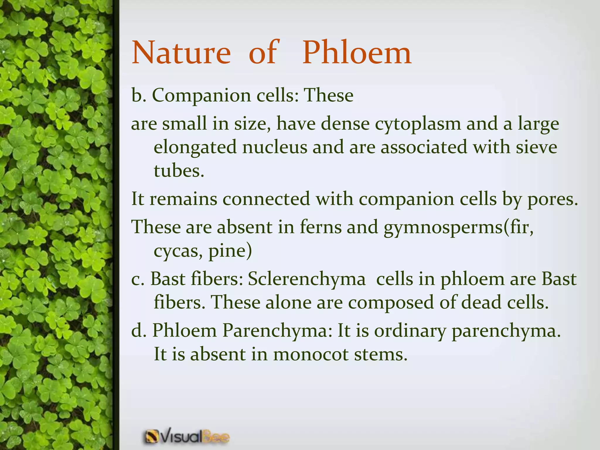 xylem and phloem | PPTX