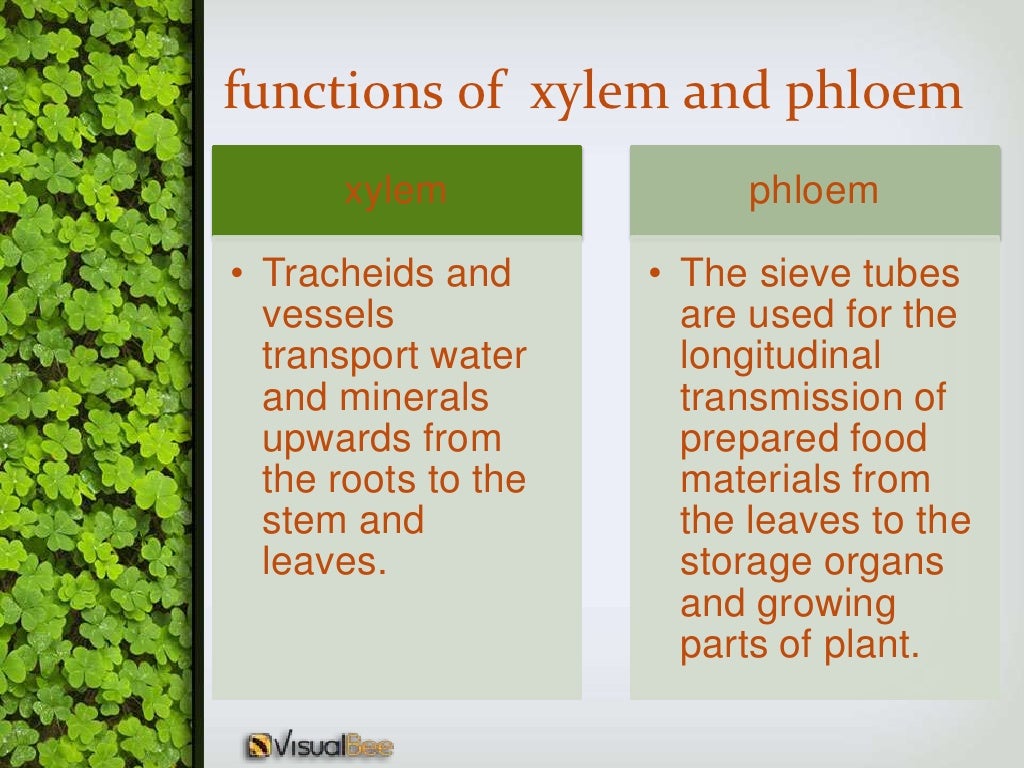 Xylem Vs Phloem Similarities Differences Easybiologyclass