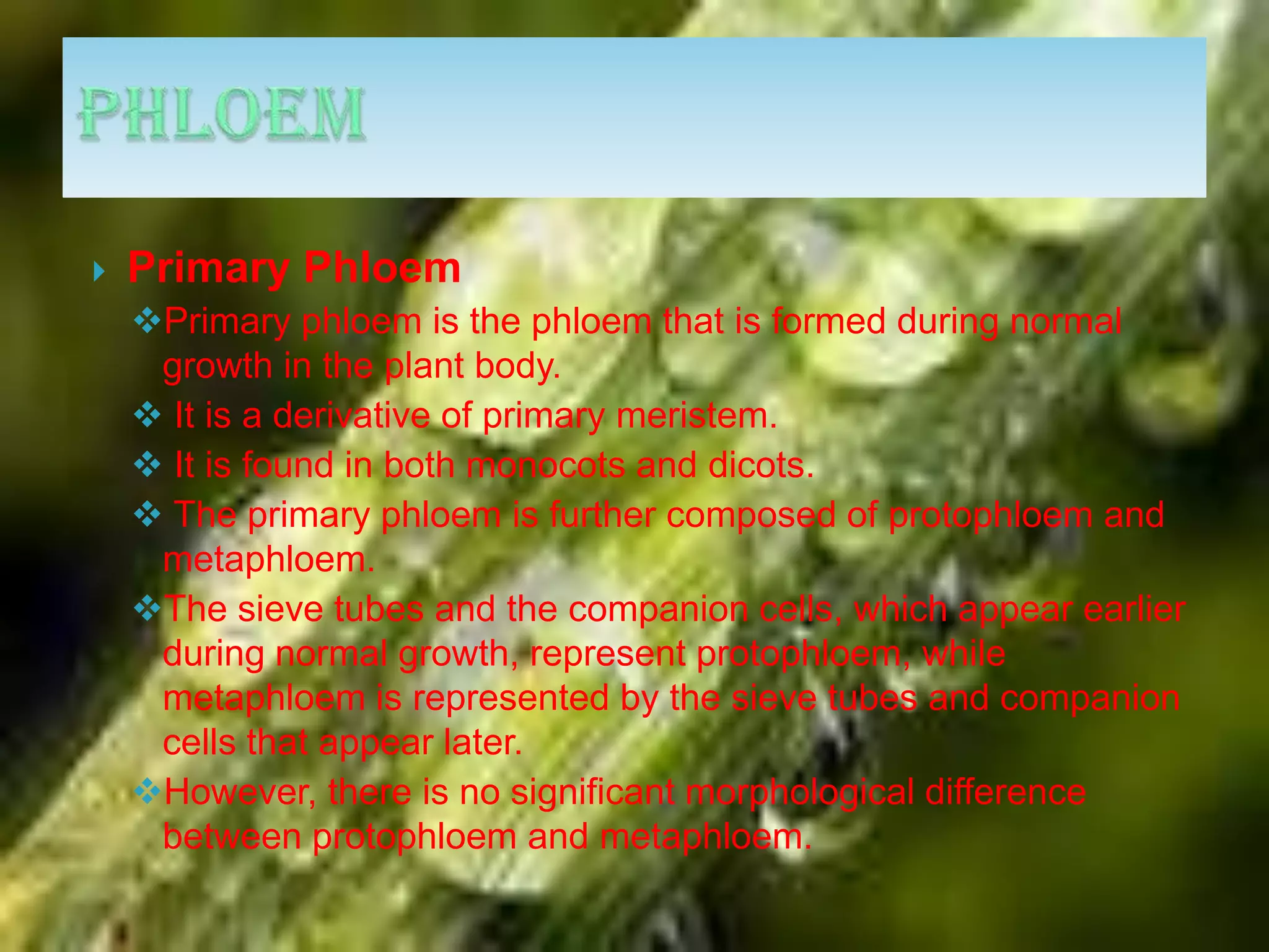 Xylem and phloem | PPTX