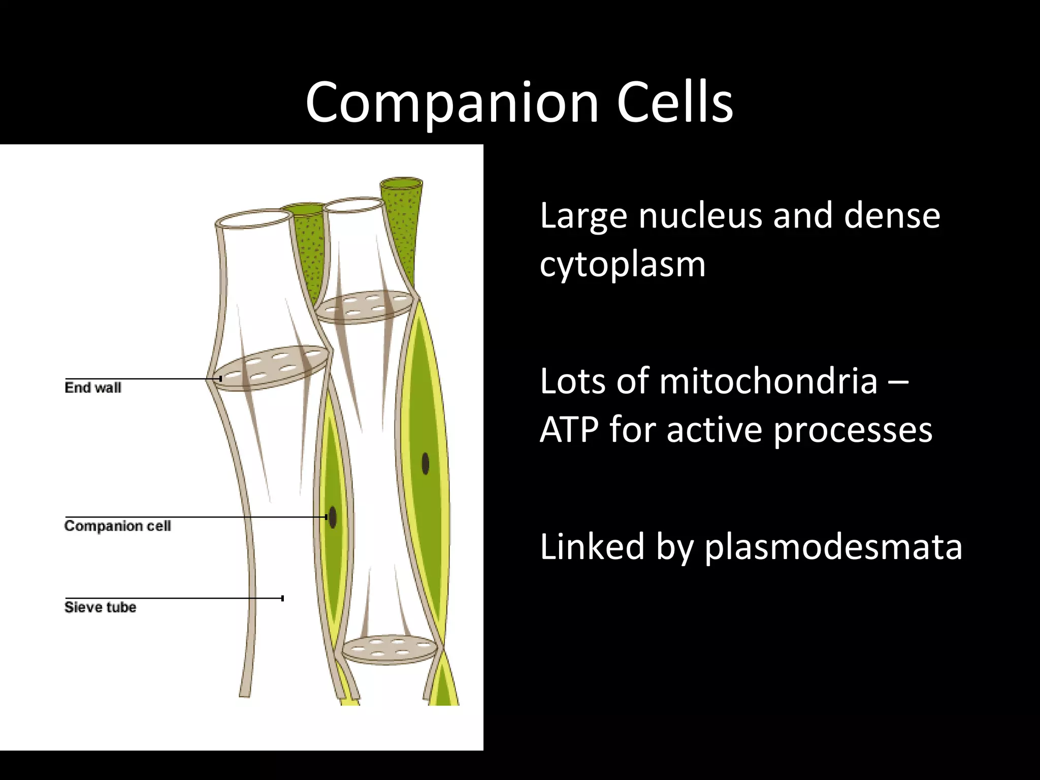 Xylem and phloem lesson 2 | PPT