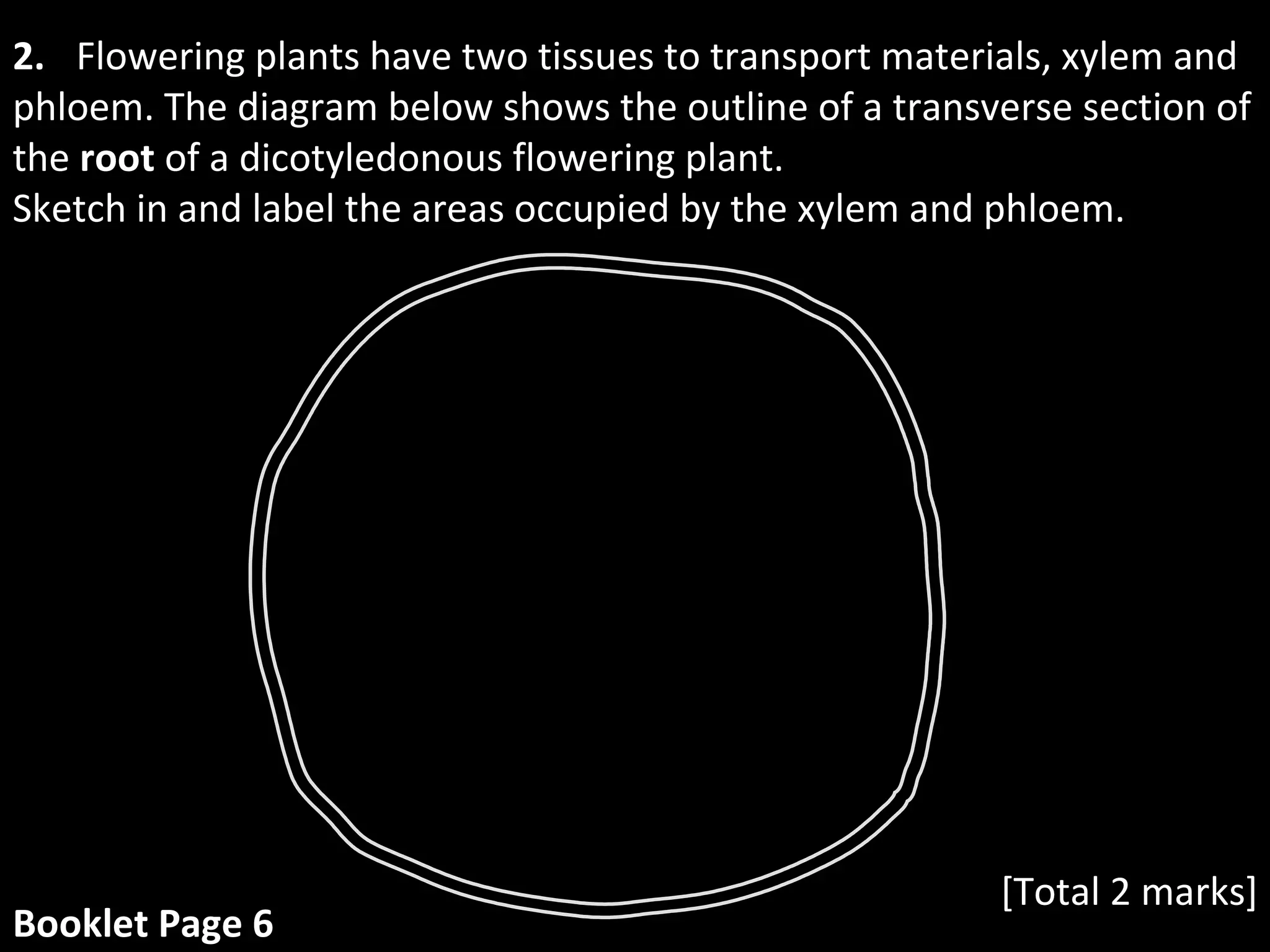 Xylem and phloem lesson 2 | PPT