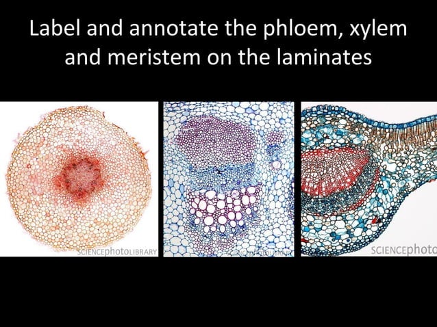 Xylem and phloem lesson 2 | PPT