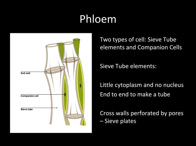 Xylem and phloem lesson 2 | PPT