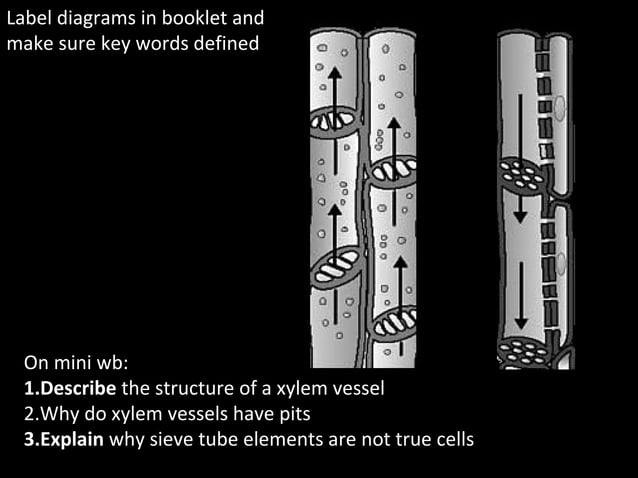 Xylem and phloem lesson 2 | PPT