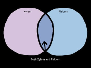 Xylem and phloem lesson 2 | PPT