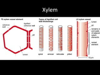 Xylem and phloem lesson 2 | PPT