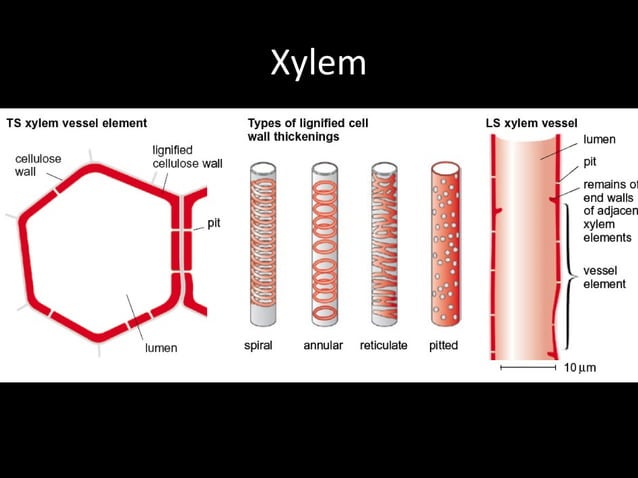 Xylem and phloem lesson 2 | PPT