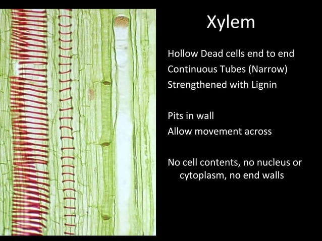 Xylem and phloem lesson 2 | PPT