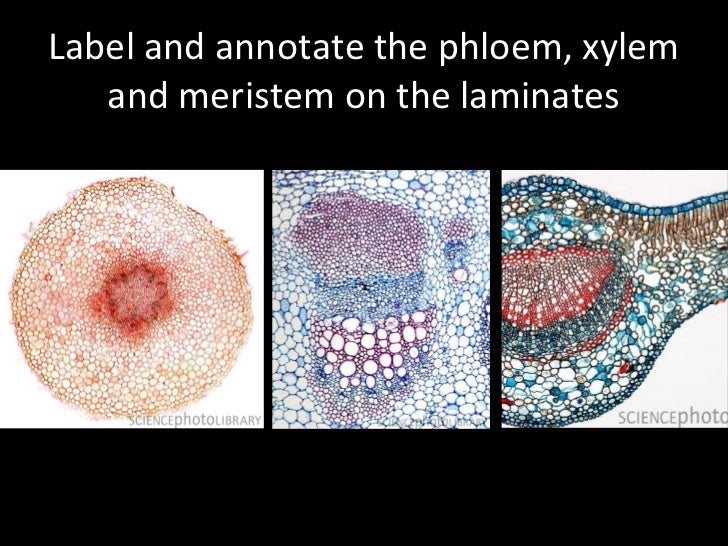 Xylem Slide