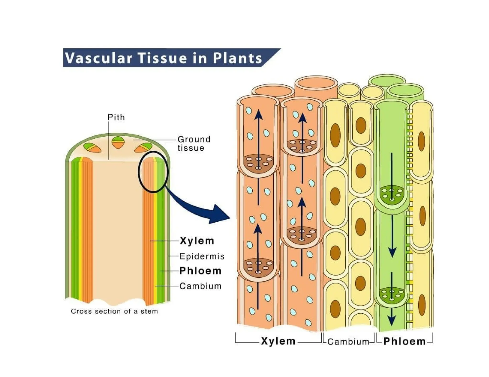 Xylem and Phloem, their categories and their difference .pptx