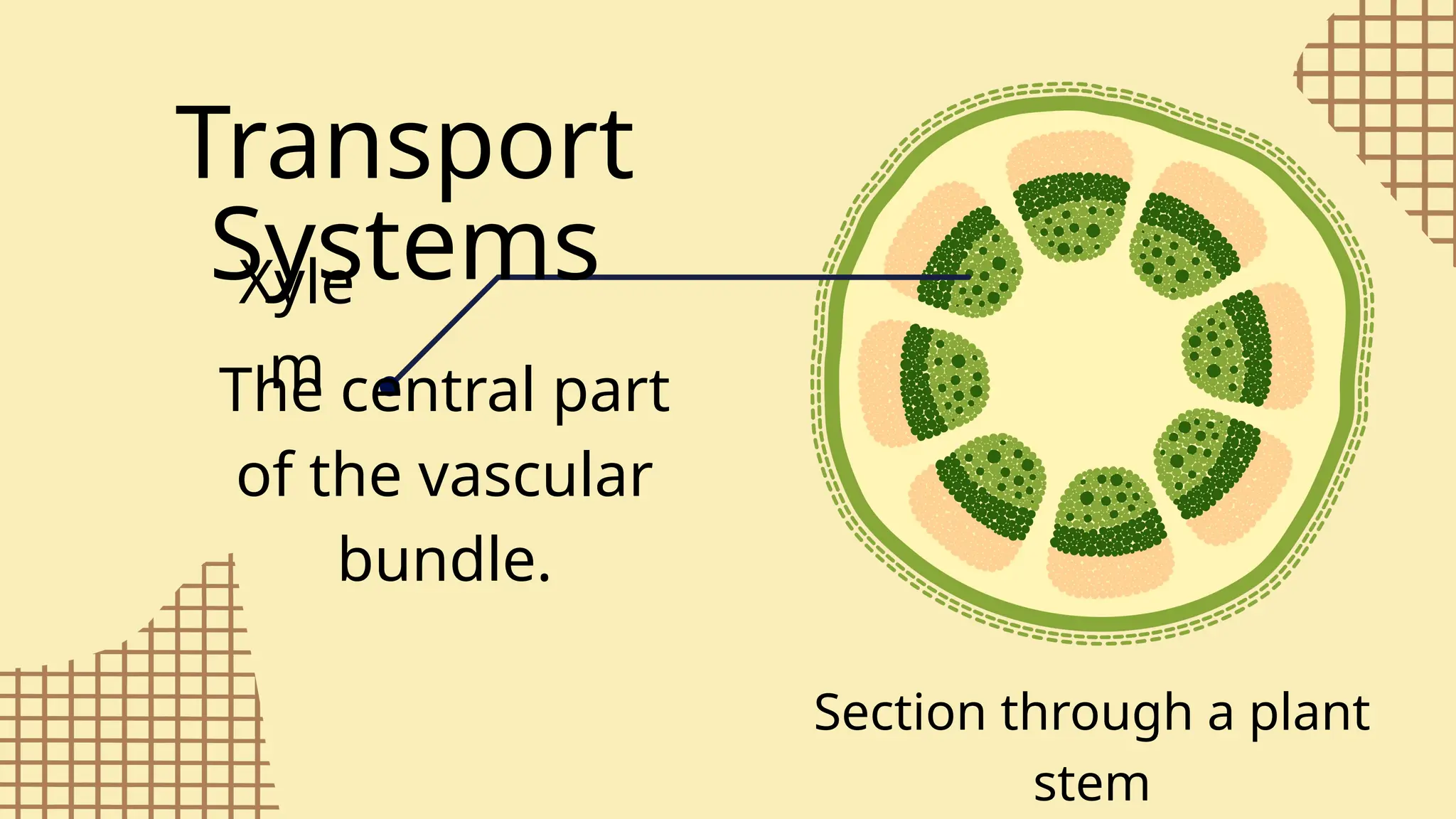 Xylem and Phloem Biologymnjvggftdtfdtht.pptx