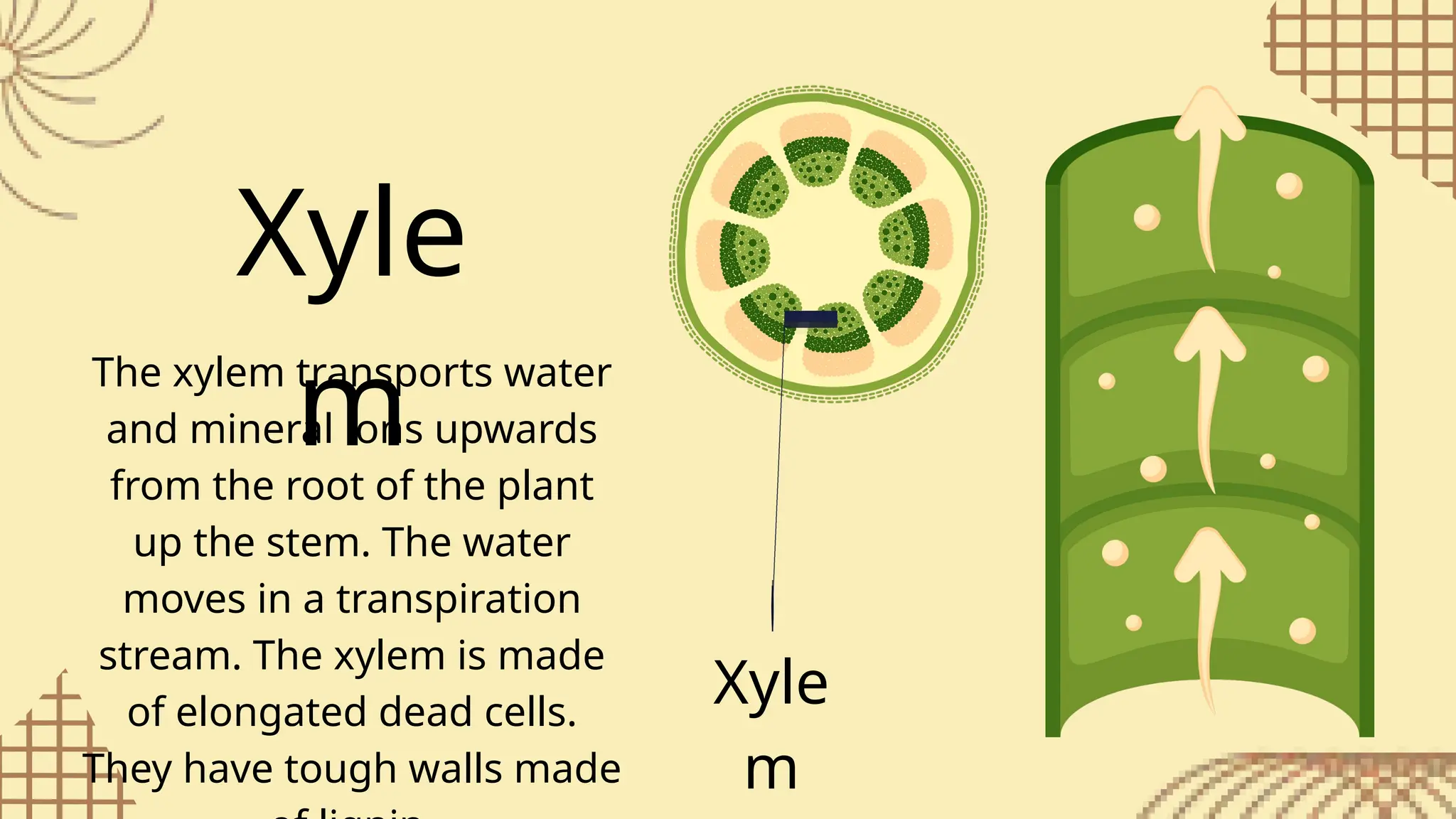 Xylem and Phloem Biologymnjvggftdtfdtht.pptx