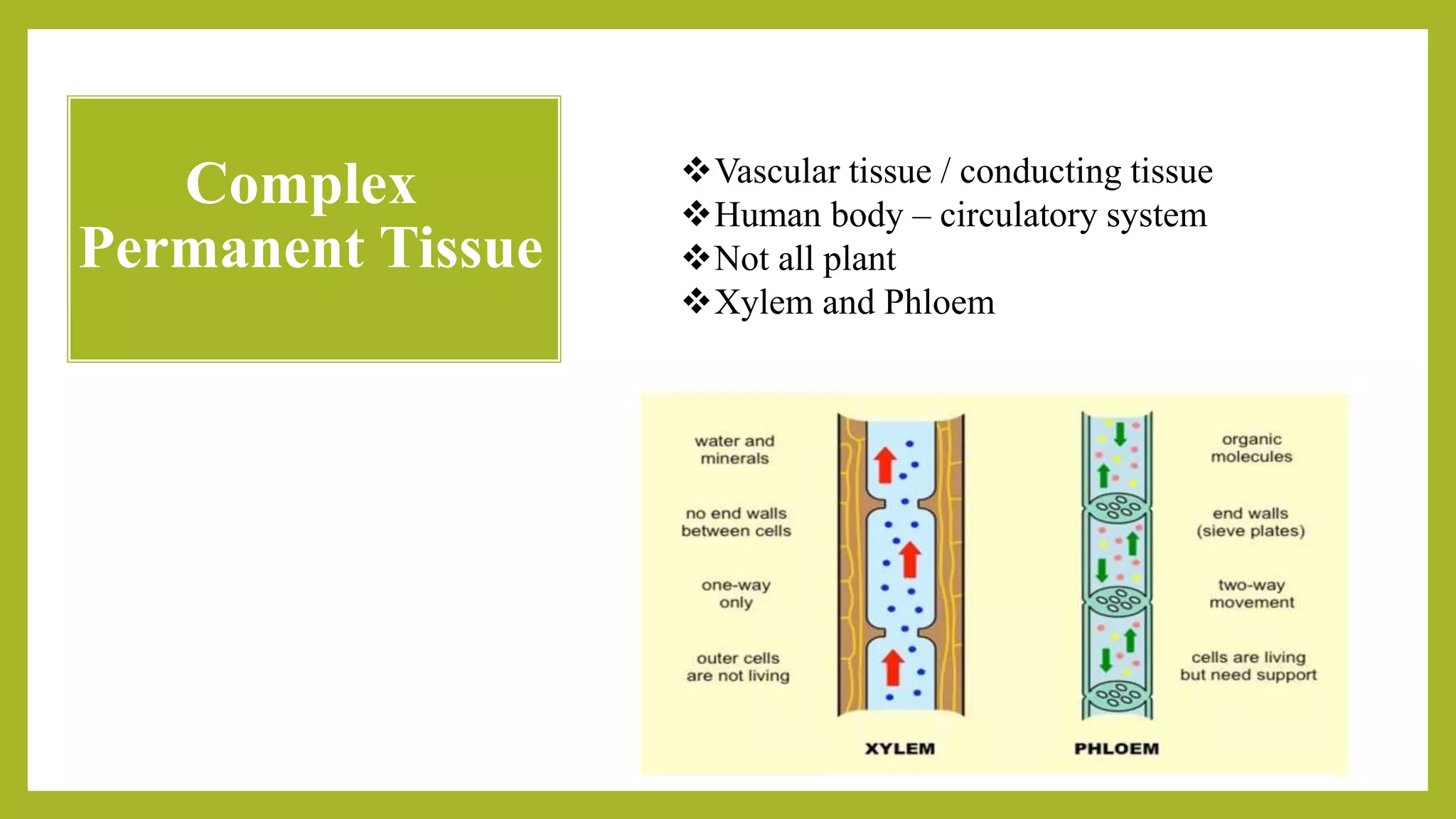 Xylem Part -1.pptx