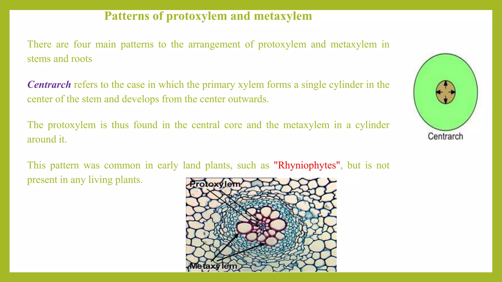 Xylem Part -1.pptx