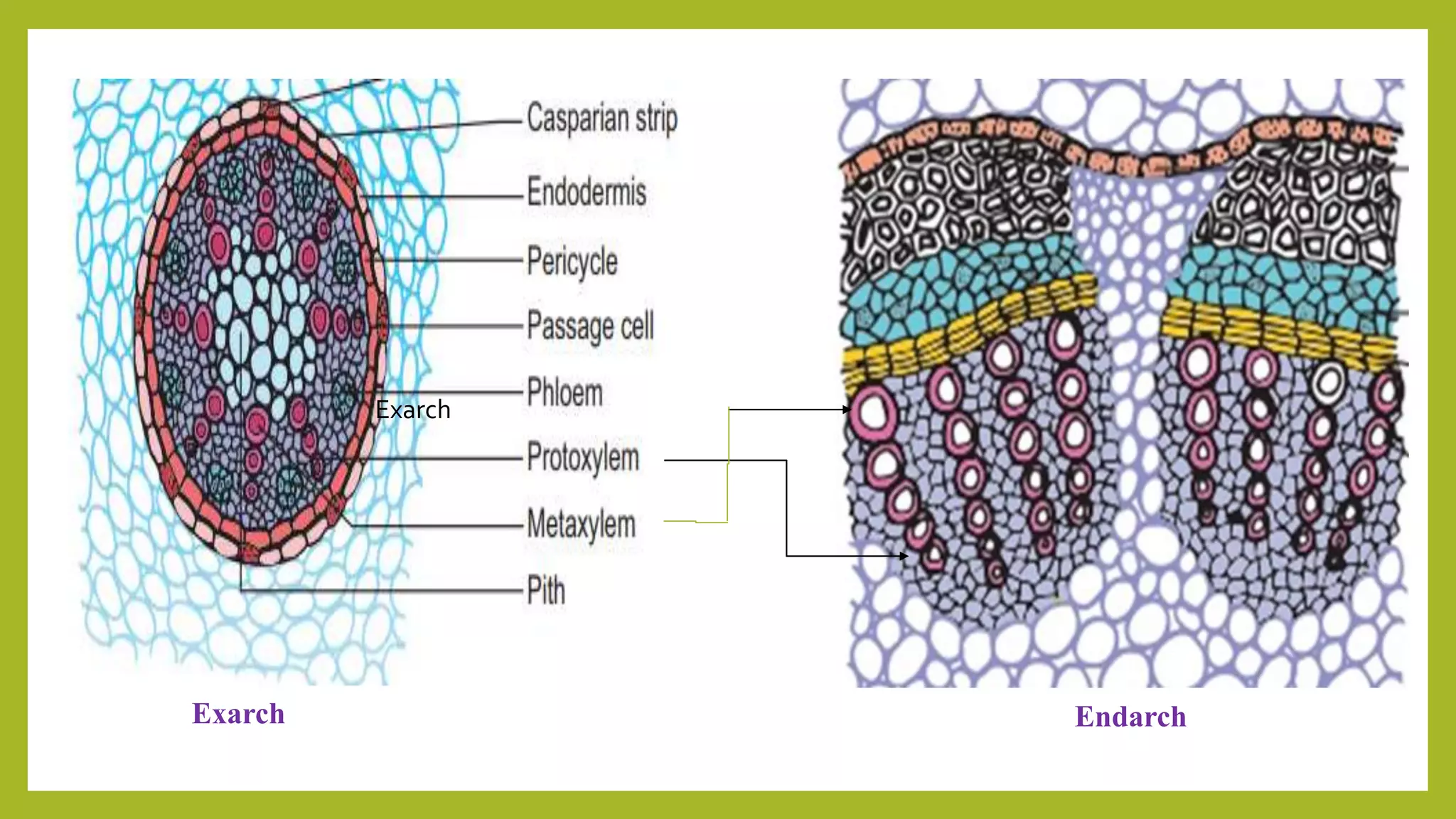 Xylem Part -1.pptx