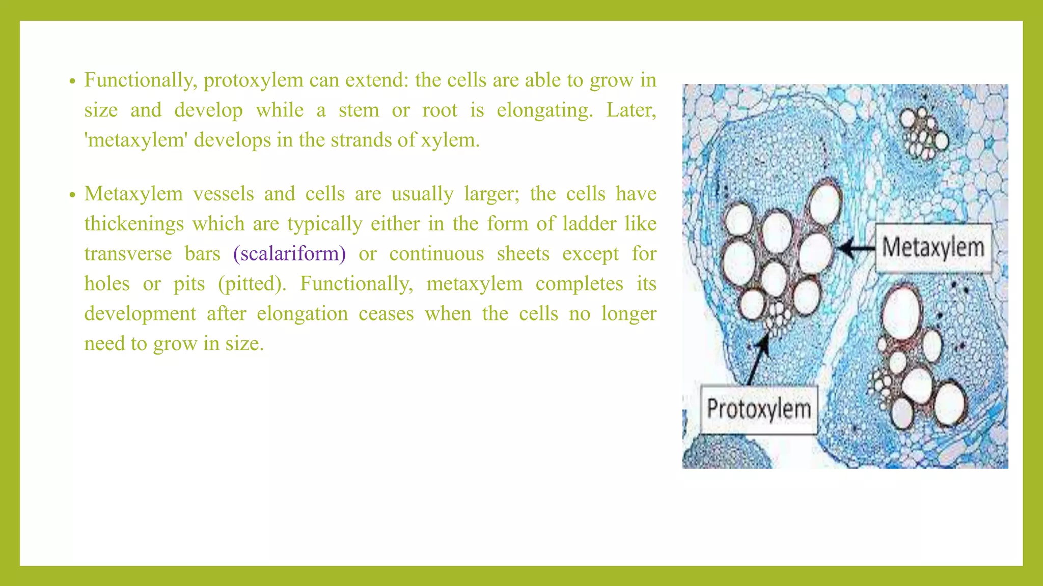 Xylem Part -1.pptx