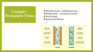 Xylem Part -1.pptx