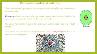 Xylem Part -1.pptx