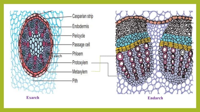 Xylem Part -1.pptx