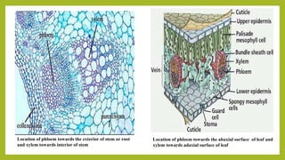 Xylem Part -1.pptx