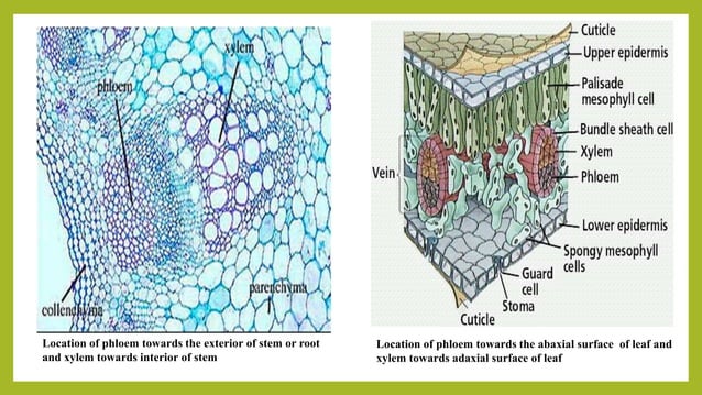 Xylem Part -1.pptx