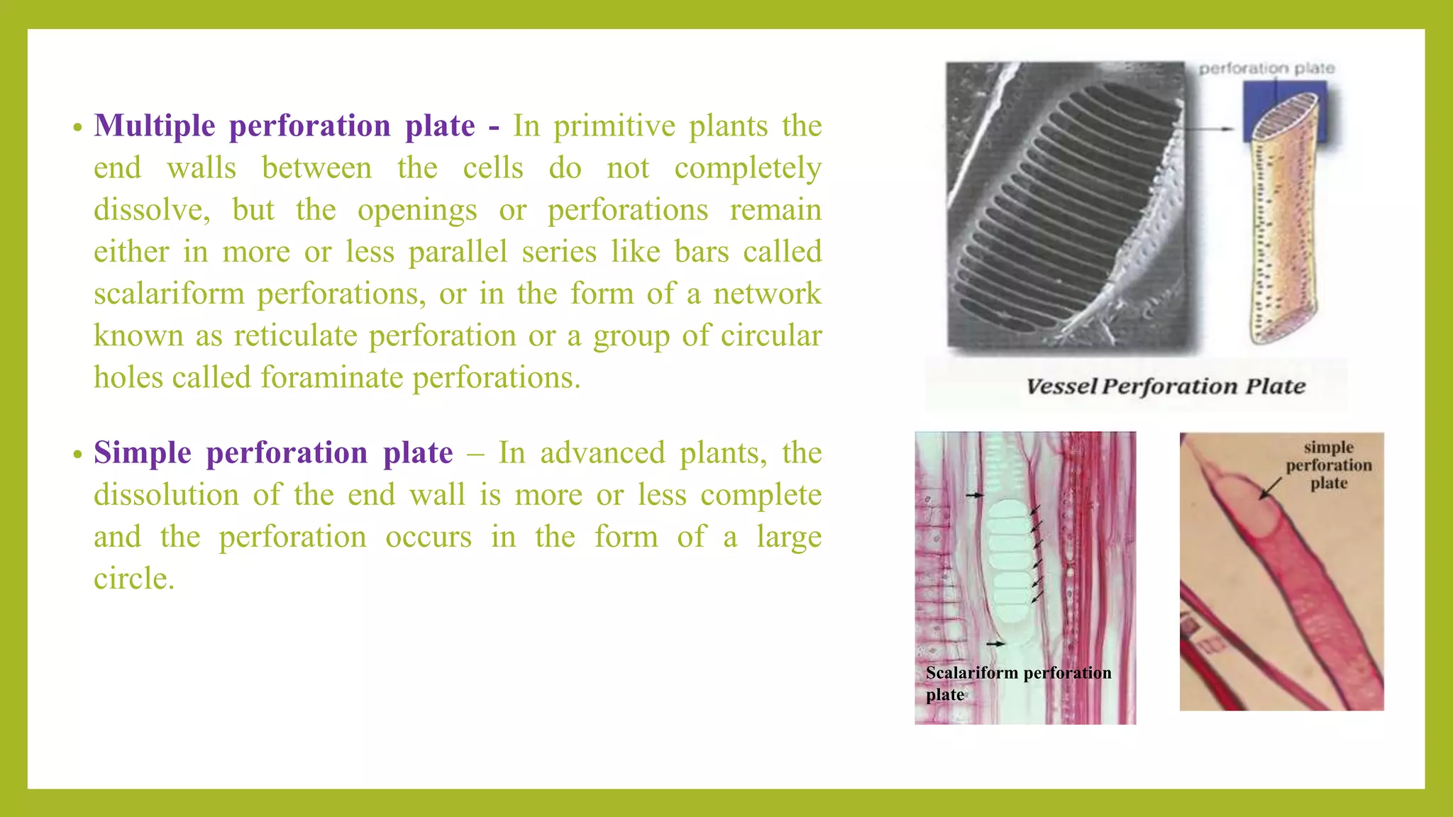 Xylem Part - 2.pptx