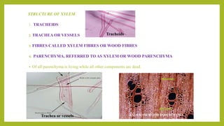 Xylem Part - 2.pptx