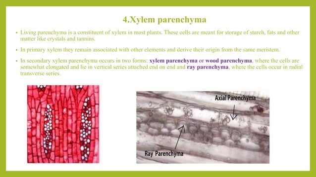 Xylem Part - 2.pptx