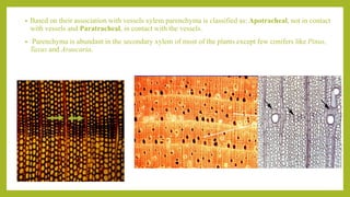 Xylem Part - 2.pptx