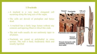 Xylem Part - 2.pptx