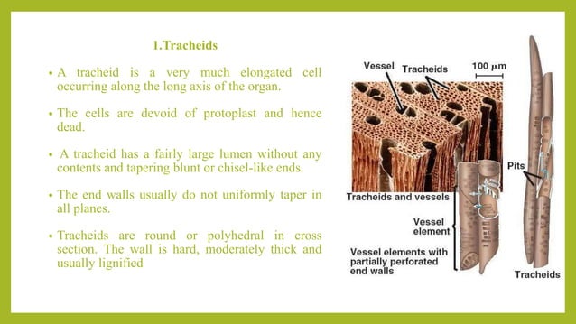 Xylem Part - 2.pptx