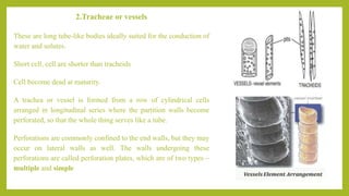 Xylem Part - 2.pptx