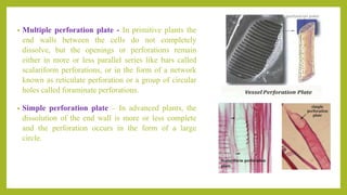 Xylem Part - 2.pptx