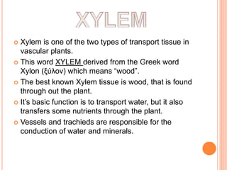 Xylem phloem | PPTX