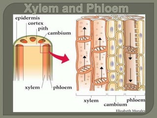 Xylemphloem by pooja | PPT