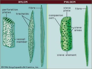 Xylem And Phloem For Kids