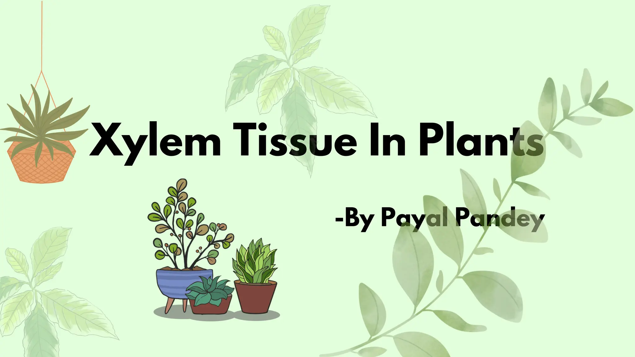 Xylem Tissue a type of vascular Tissue in plants. pdf | PPT