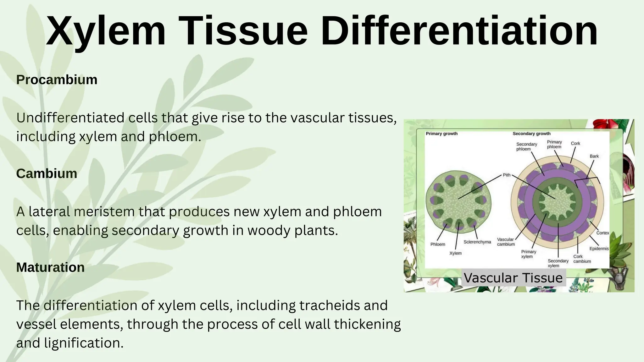 Xylem Tissue a type of vascular Tissue in plants. pdf | PDF