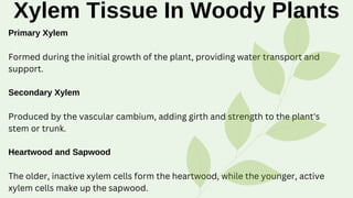 Xylem Tissue a type of vascular Tissue in plants. pdf | PPT