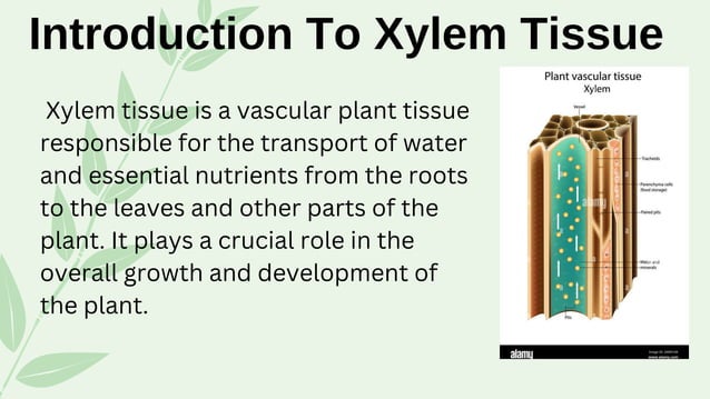 Xylem Tissue a type of vascular Tissue in plants. pdf | PPT