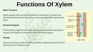 Xylem Tissue a type of vascular Tissue in plants. pdf | PPT