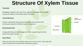 Xylem Tissue a type of vascular Tissue in plants. pdf | PDF