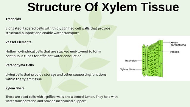 Xylem Tissue a type of vascular Tissue in plants. pdf | PPT