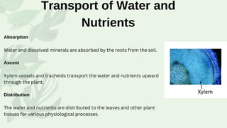 Xylem Tissue a type of vascular Tissue in plants. pdf | PPT
