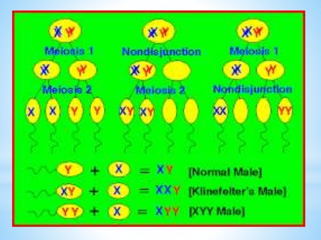 Xyy - a genetic disorder | PPT