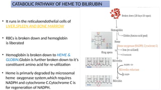 Heme metabolismmbbs1styearmetabolims.pptx
