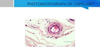 Cardiovascular system | PPT