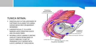 Cardiovascular system | PPT