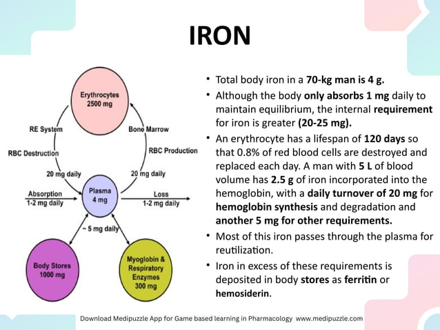 HS-_Iron_Deficiency_Anemia.pdf